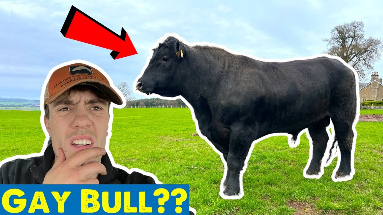 Big Bull Heads To The Ladies | Digger Finds Sewage Line | Crawfords ...