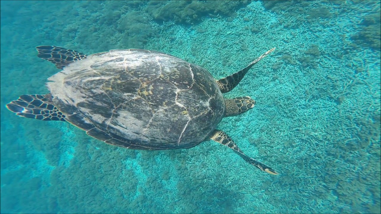 Gili T turtles - YouTube