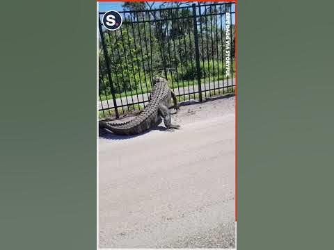 Giant Alligator Bends Metal Fence - YouTube