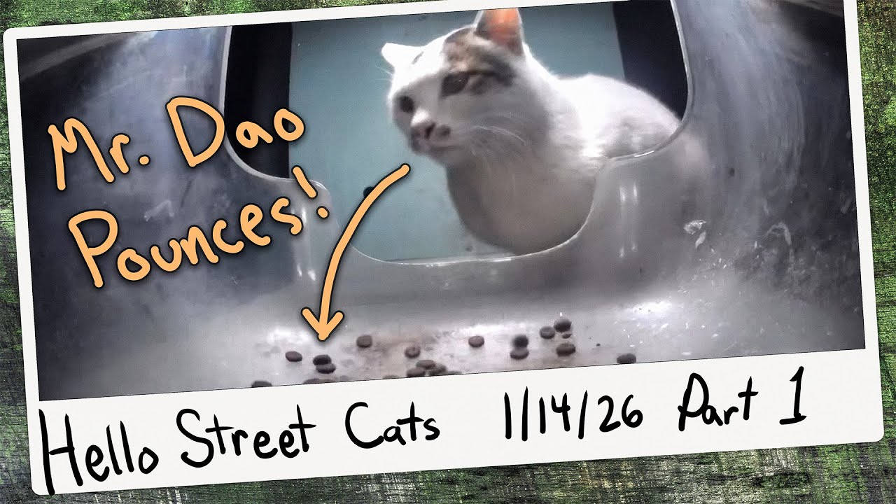Mr. Dao Pounces on a Fresh Kibble Drop! 😺💞 Hello Street Cat Archive 1 ...