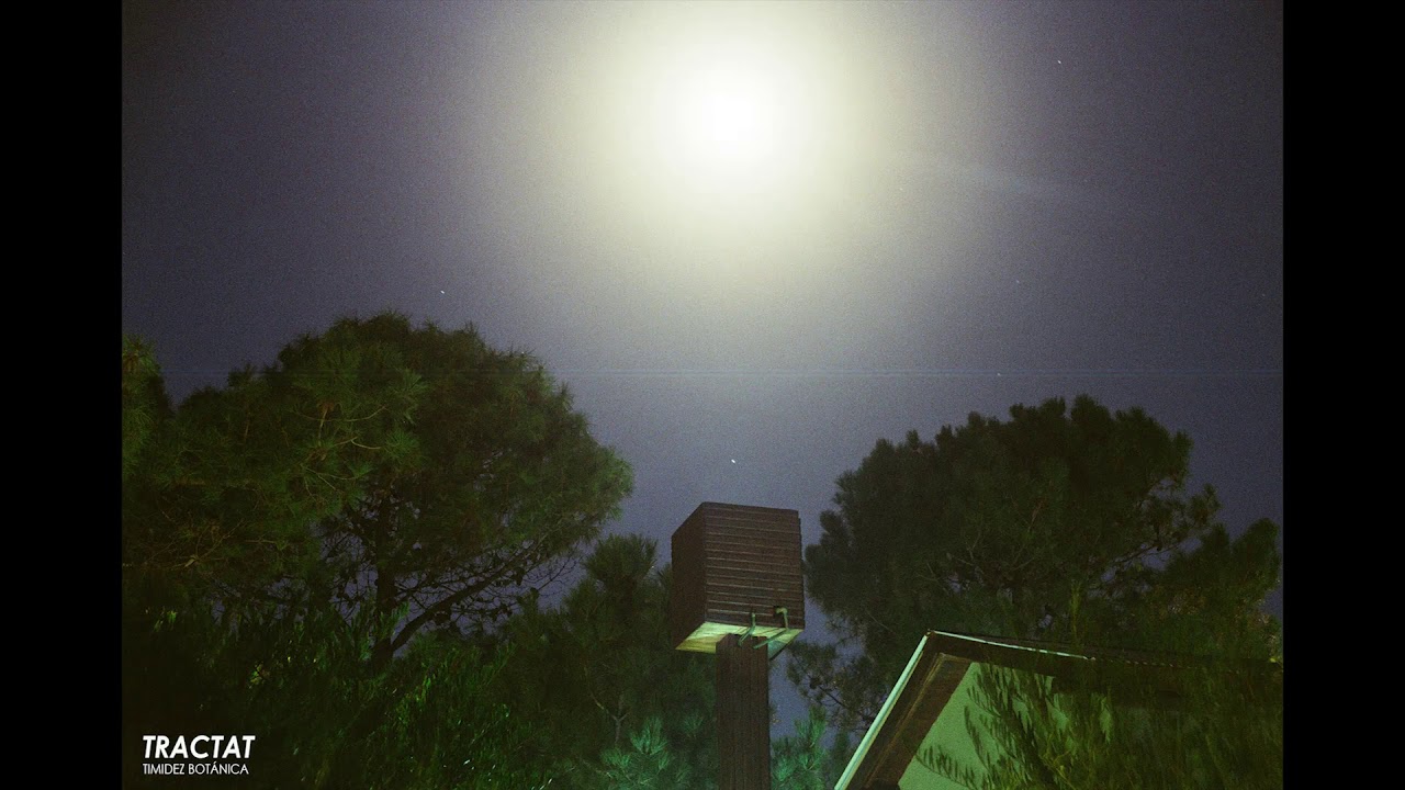 Tractat - Timidez Botánica - YouTube