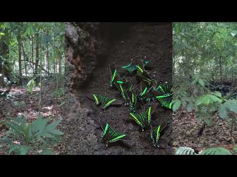CR Animal & Nature Relax Music - short | Costa Rica 2023 | Larwo On Tour