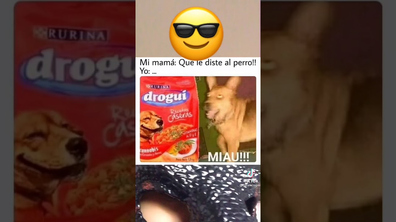 Que le diste al perro drogi - YouTube