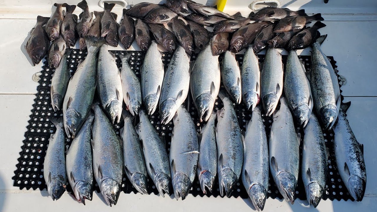Homer, Alaska Halibut, Salmon, and Rockfish fishing - YouTube