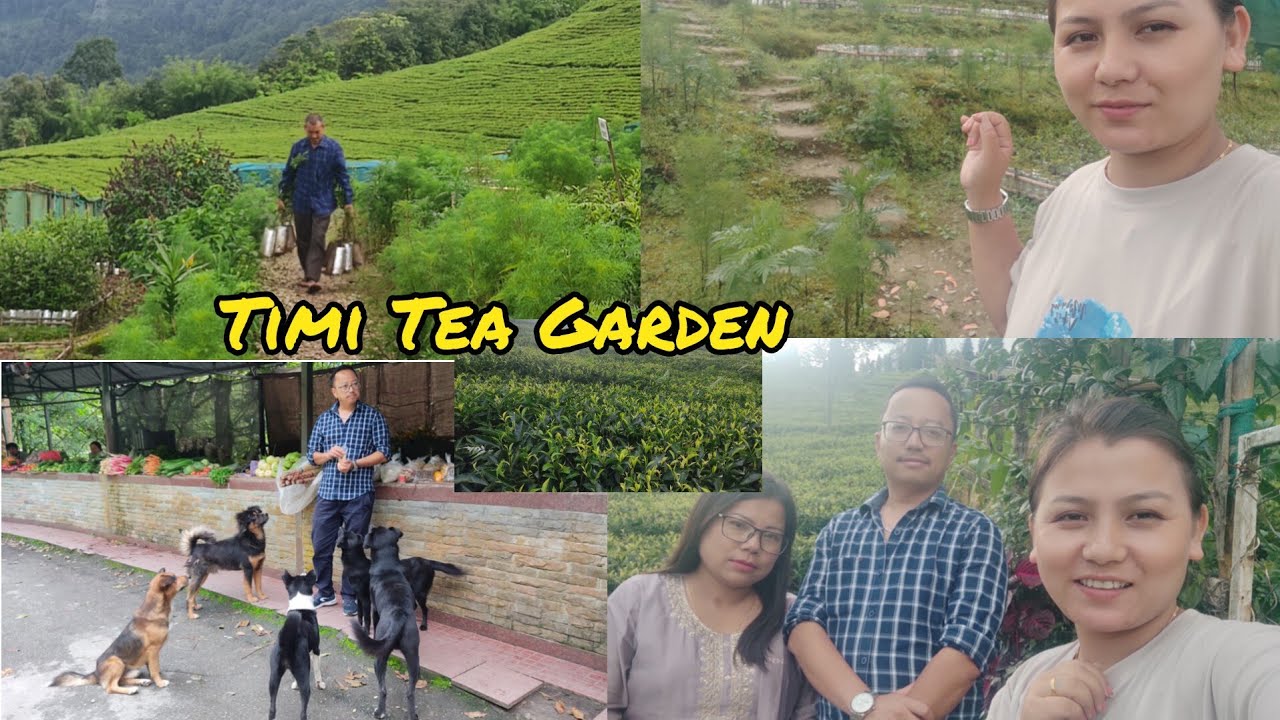 MINI VLOG AT TIMI TEA GARDEN~SIKKIM#my_first_vlog #minivlog #vlog # ...