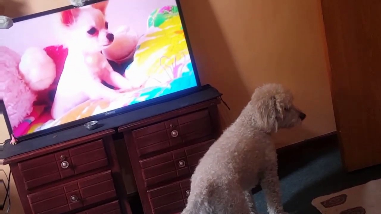 mi perro viendo tele - YouTube