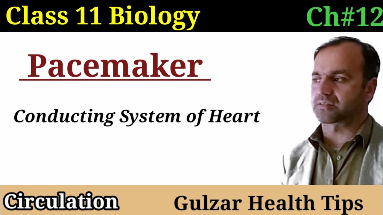 Conducting system of Heart | Pacemaker | Circulation | Class 11th ...