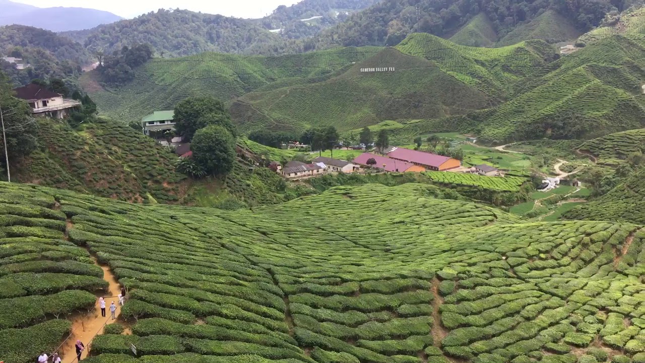 Cameron Valley Tea - YouTube