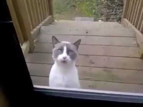 KENDİSİNİ İÇERİ ALMASI İÇİN SAHİBİNE YALVARAN KEDİ😂😂