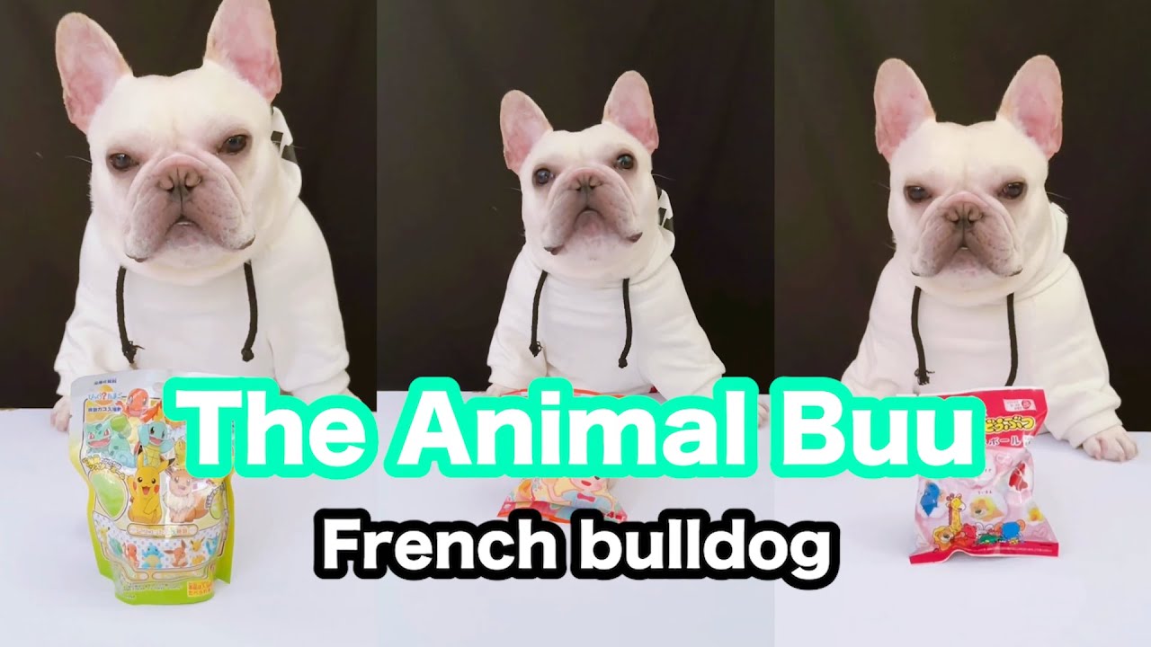 The Animal Buu Compilation | the most Fuuny collection177 #theanimalbuu ...