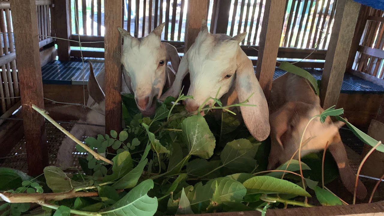 Disappointed goat mama - YouTube