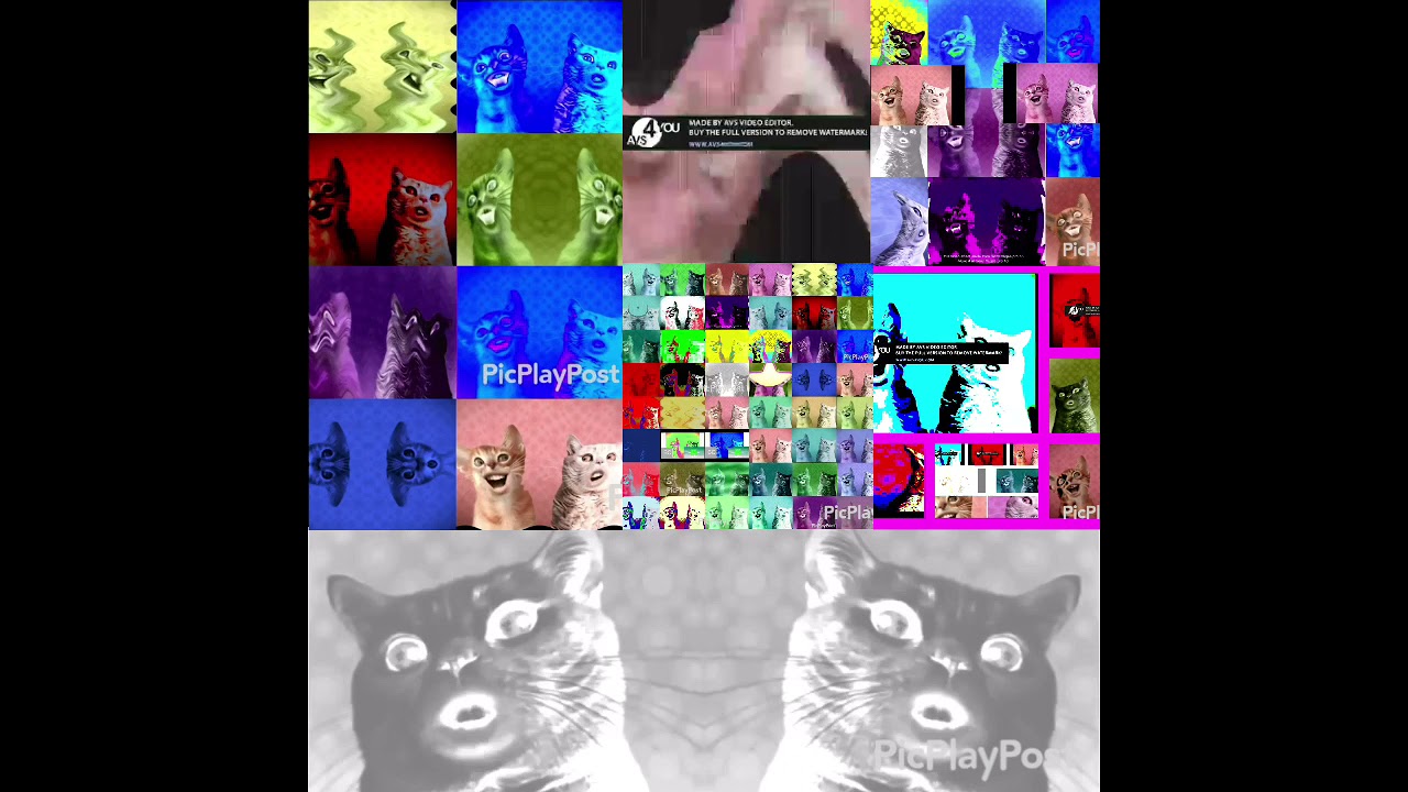 99 Preview 2 Numa Cats - YouTube