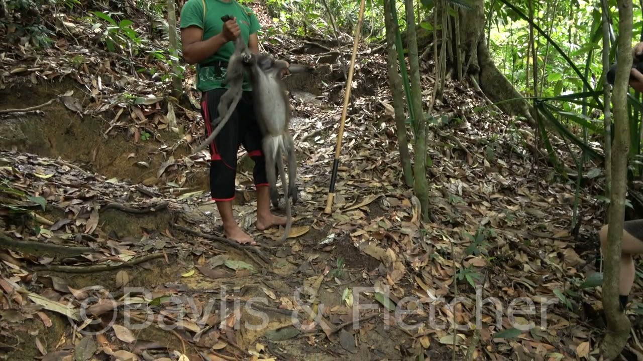 Dusky Leaf Monkey bush meat, lowland rainforest, Malaysia. 20210423 ...
