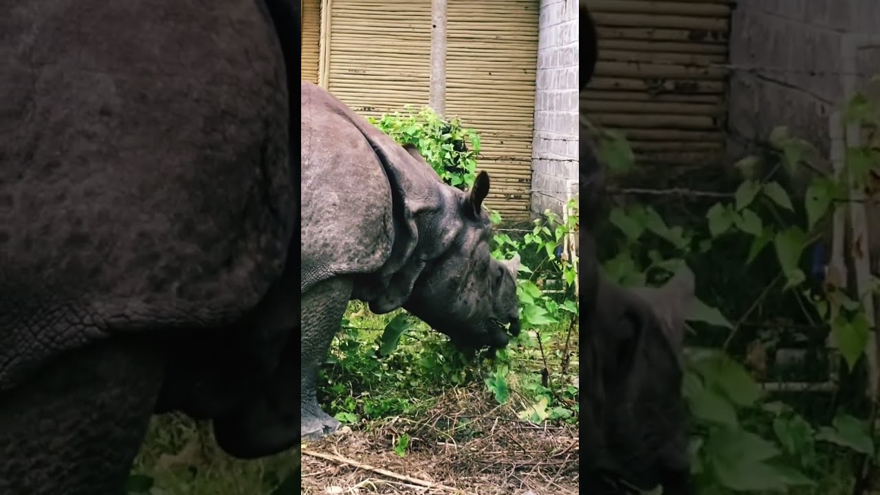 Rhino in City - YouTube