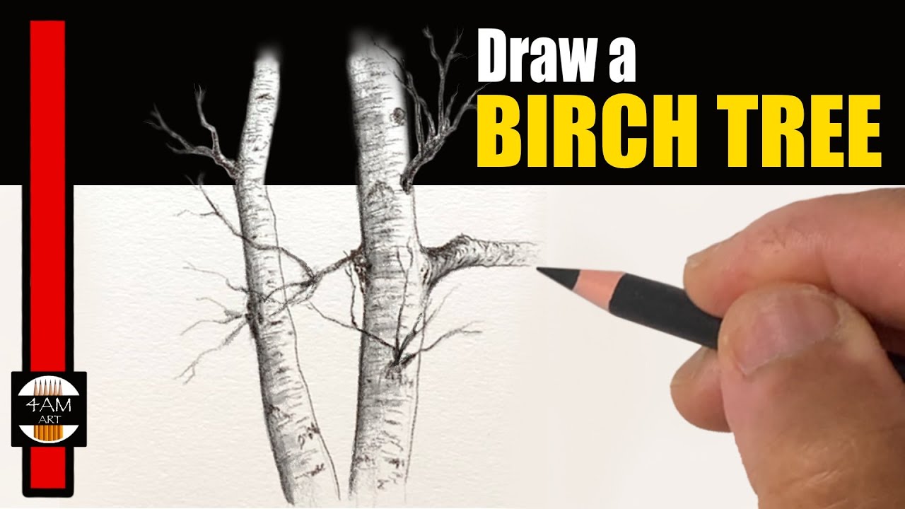Draw a Birch Tree in Pencil! Easy Drawing Tutorial! - YouTube