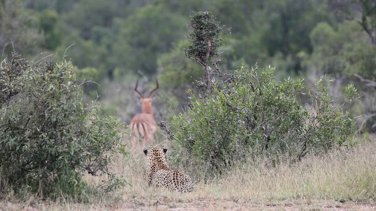 Leopard Stalks Impala - YouTube