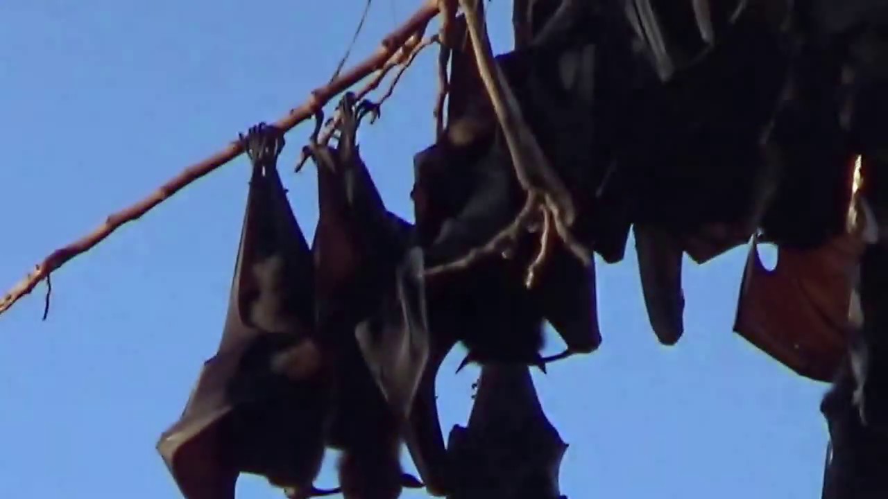 World's Largest Bats Going Extinct From Habitat Loss And Other Dangers ...