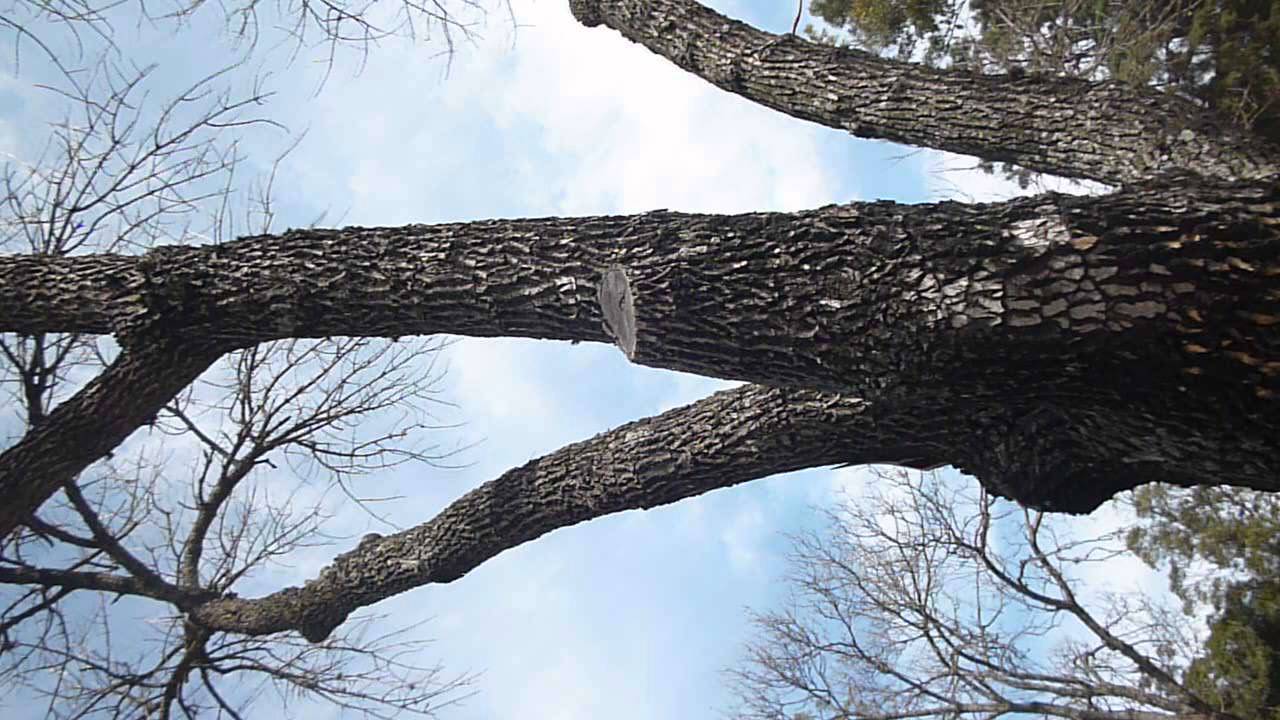 Primera Ley De Newton, Fuerza Neta de un objeto en reposo. - YouTube