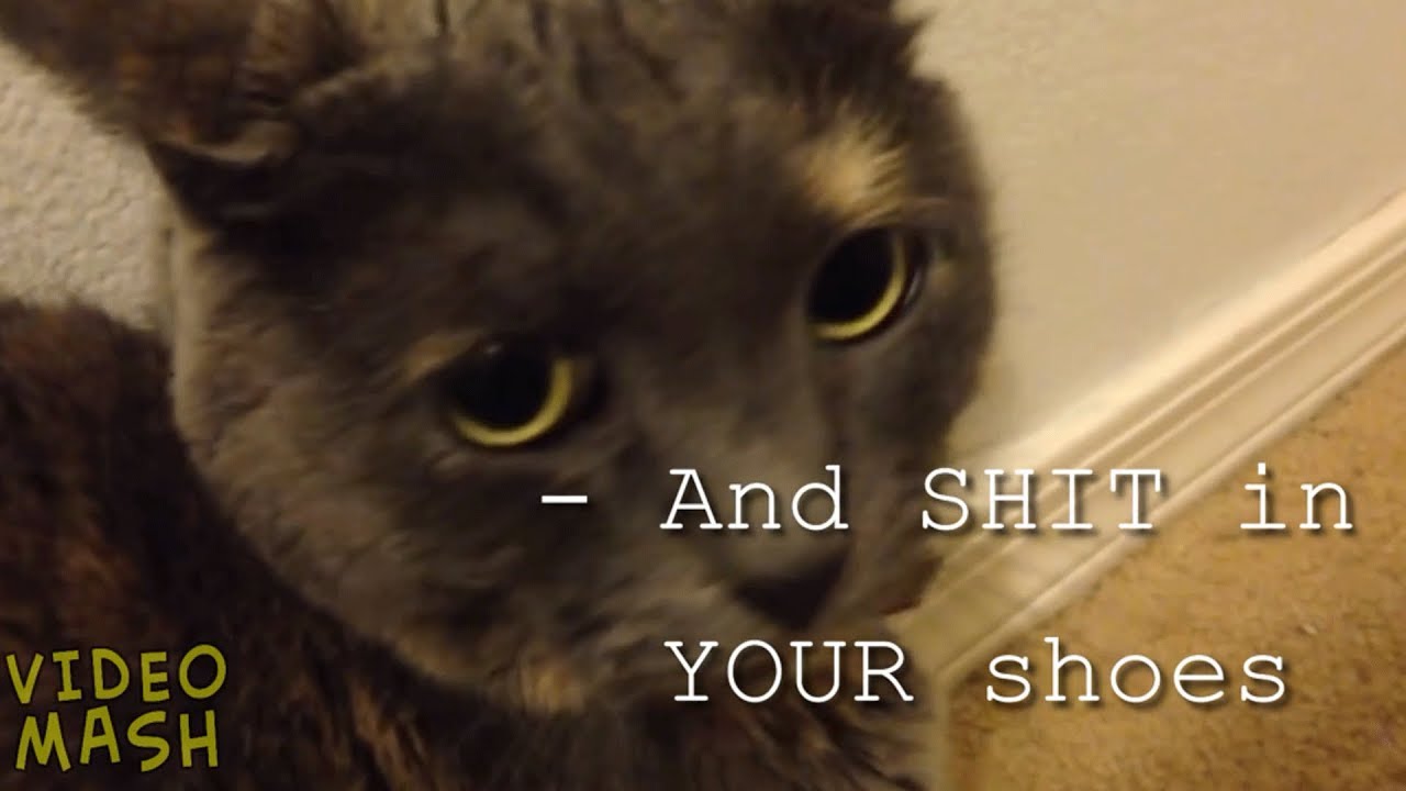 Cat gets revenge on new kitten with an attitude. - YouTube