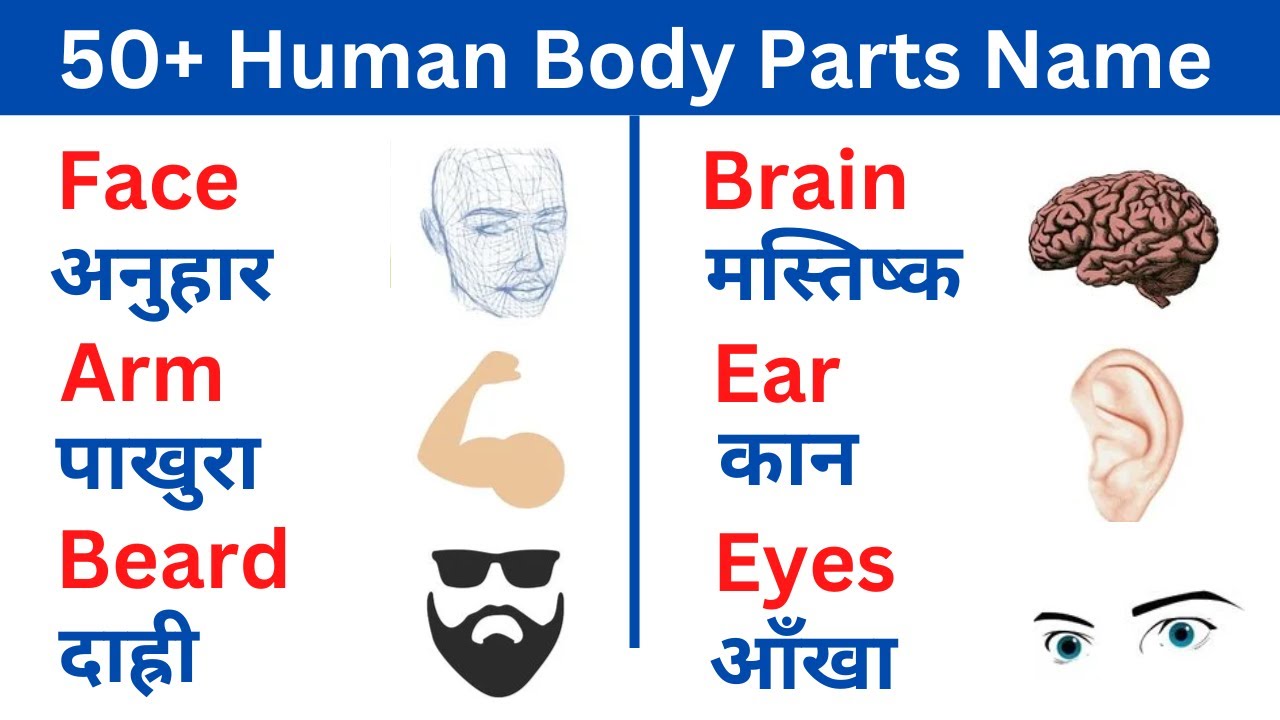 English मा मानव शरीरका अंगहरुको नाम | Human Body Parts Name Nepali ...