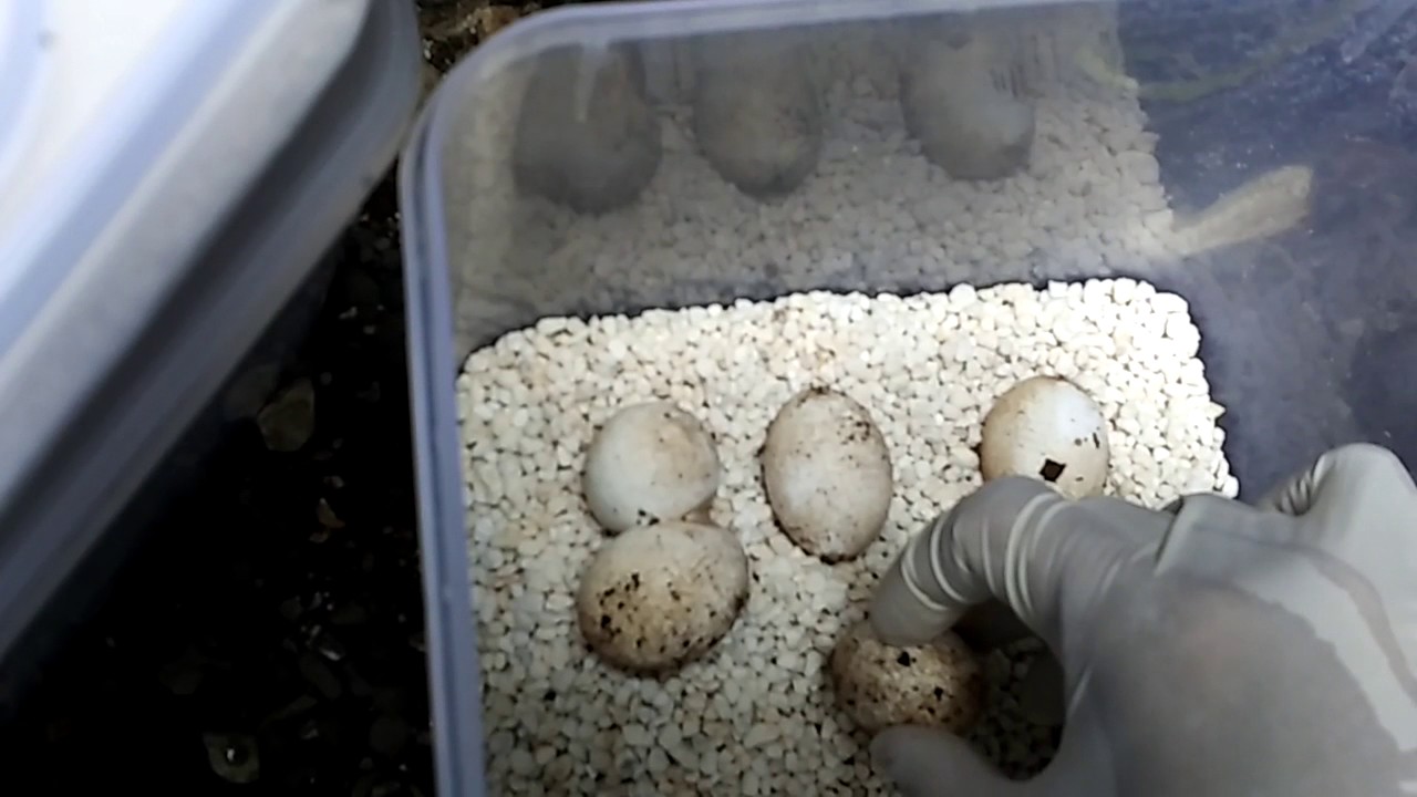 Breeding iguana Pengambilan telur iguana - YouTube
