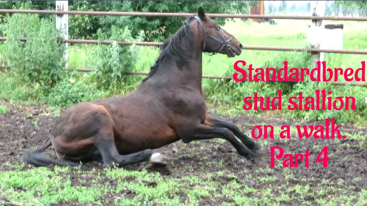 Standardbred stud stallion on a walk. Part 4 - YouTube