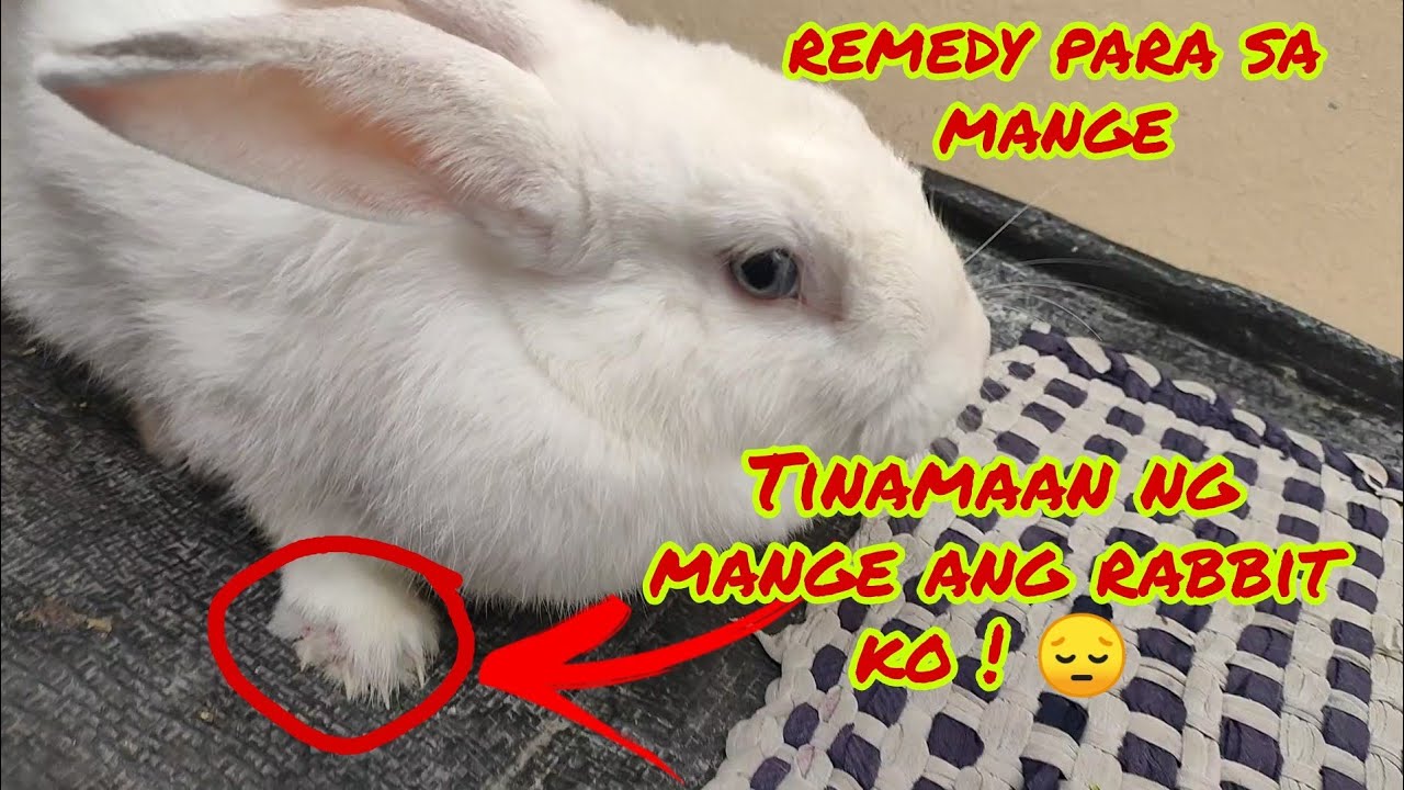 Virgin Coconut Oil para sa mange ng rabbit | Cure and treatment for ...