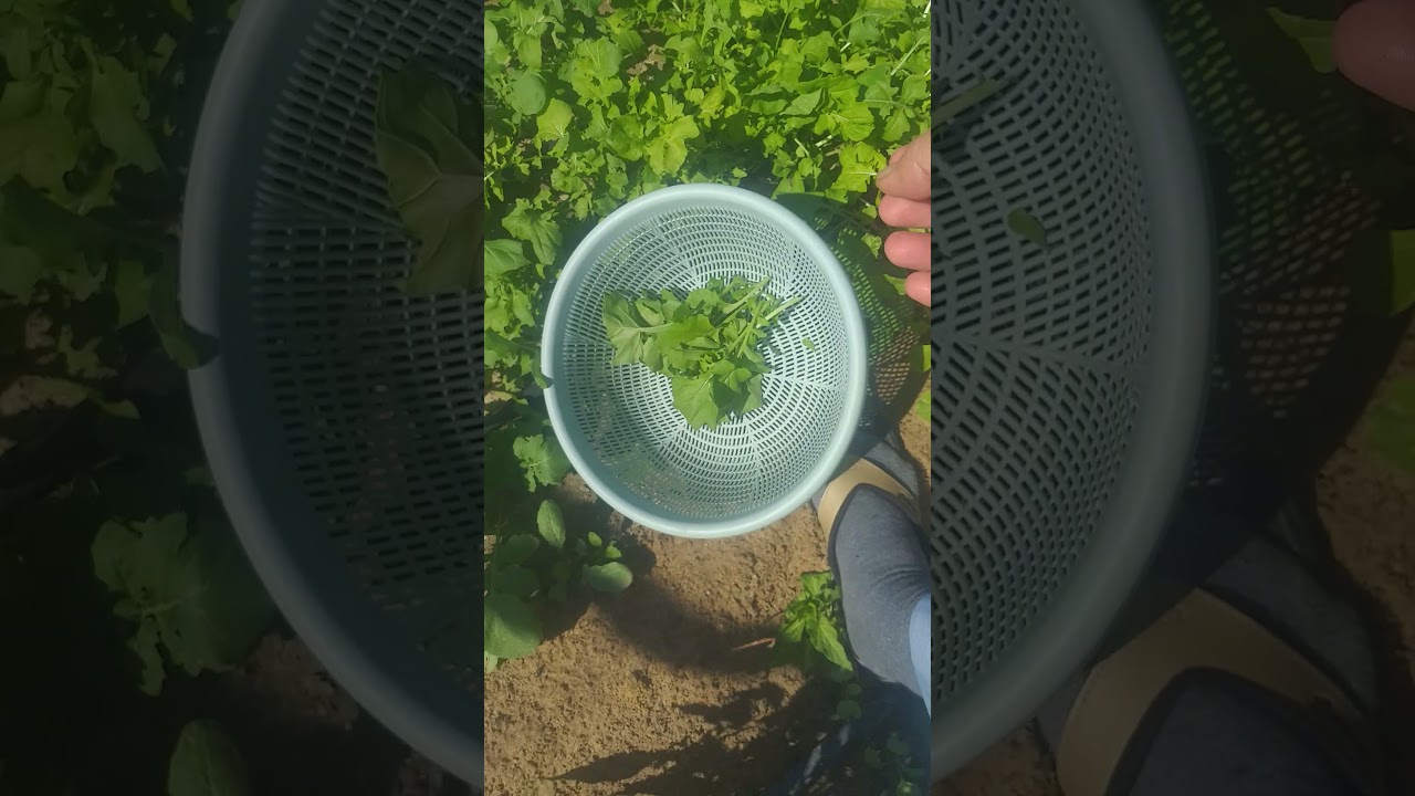jerjer leaves short - YouTube