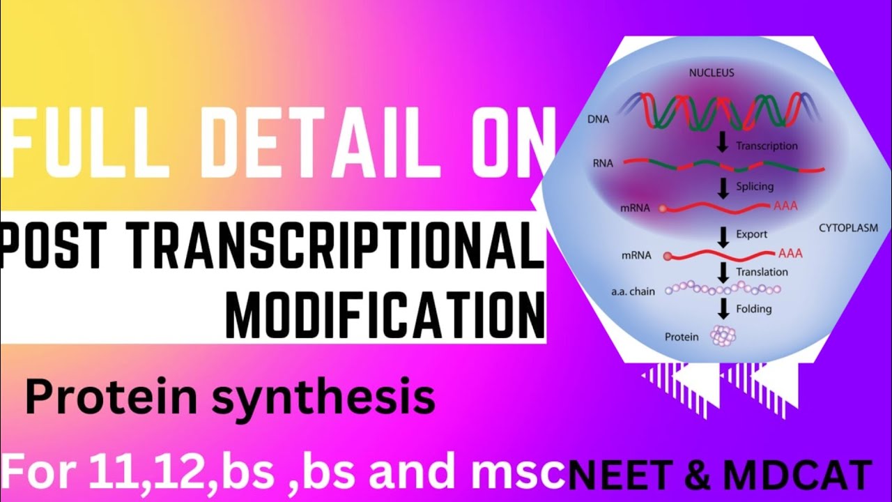 post transcriptional modification || full process - YouTube
