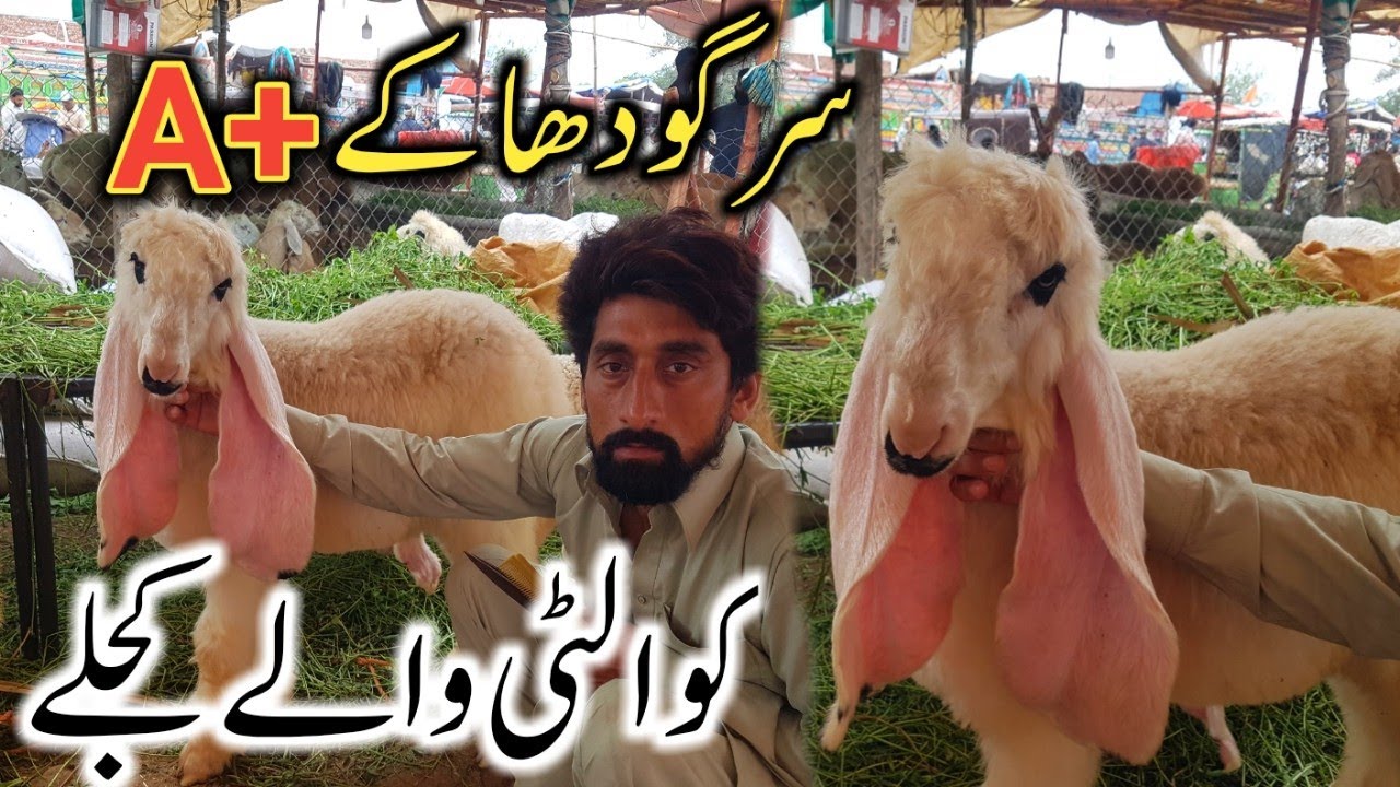 Kajla Chatra Bakra Mandi Lahore | Shahpur Kanjra Lahore | Qurbani 2023 ...