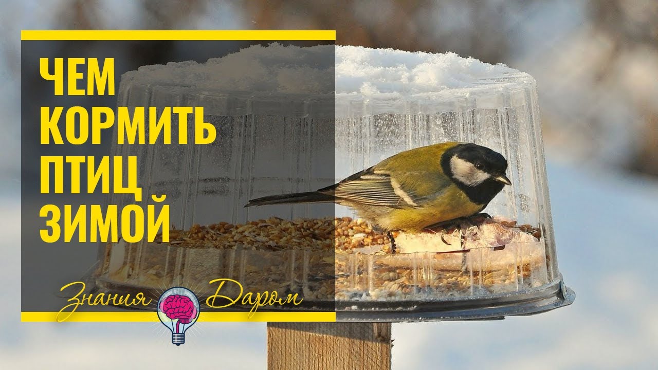 ЧЕМ КОРМИТЬ ПТИЦ ЗИМОЙ Youtube