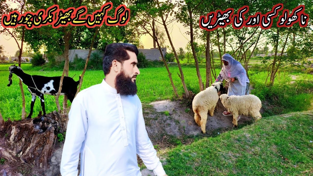 Na Kholo Kisi Aur Ki Bheer Bakri | Pakistan Village Life | Altaf ...