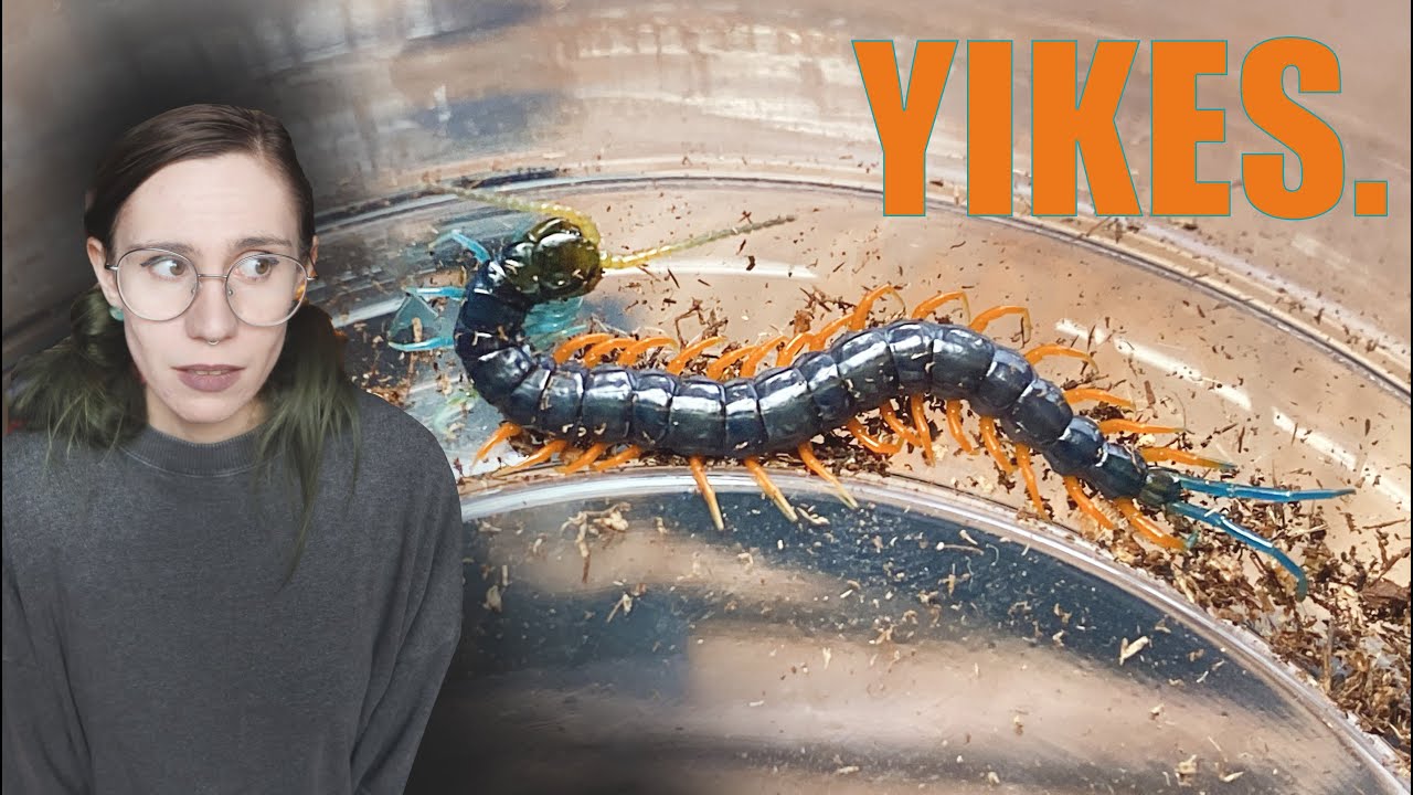 it's SCARY and VERY Fast!.. Malaysian Jewel Centipede Rehousing - YouTube