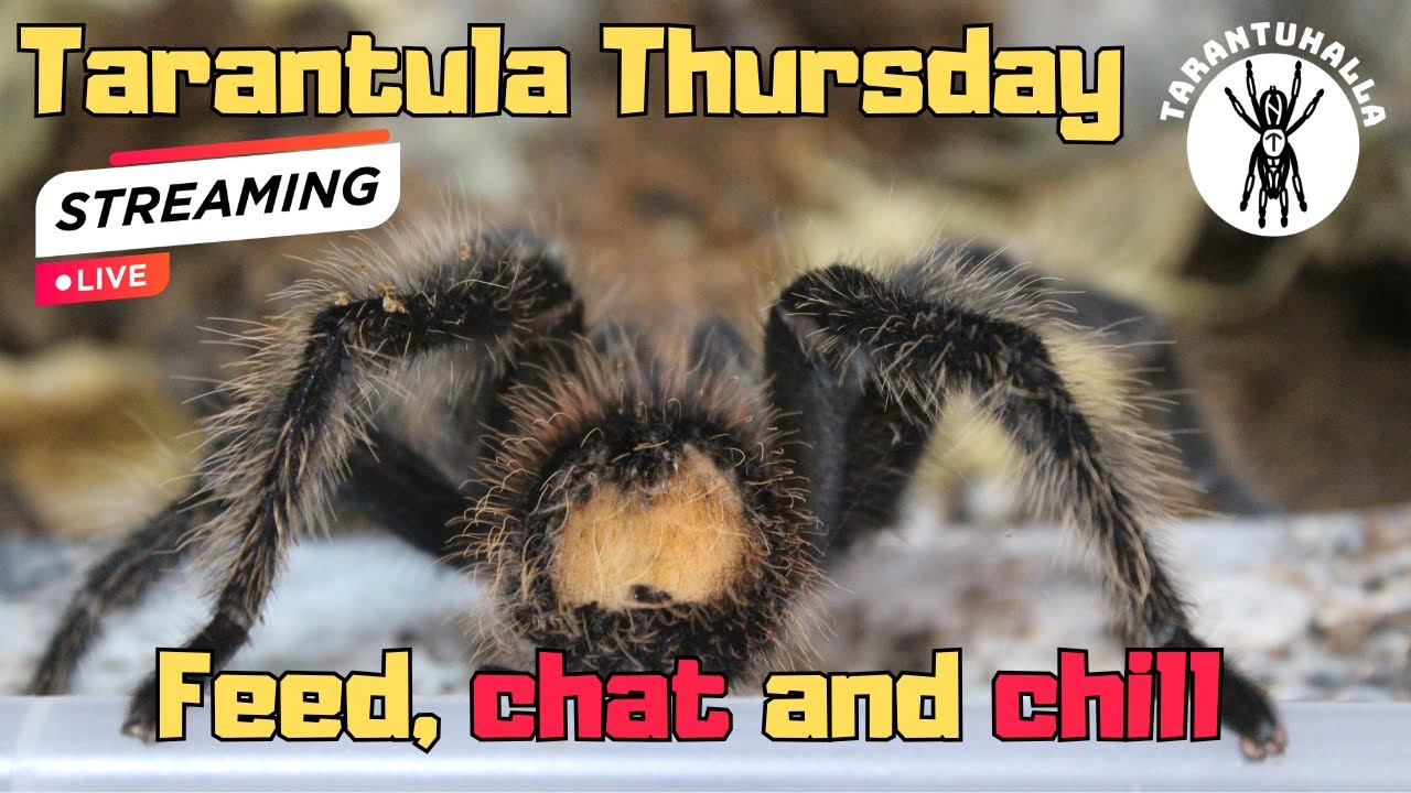 Tarantula Thursday - Feed, chat and chill #live - YouTube