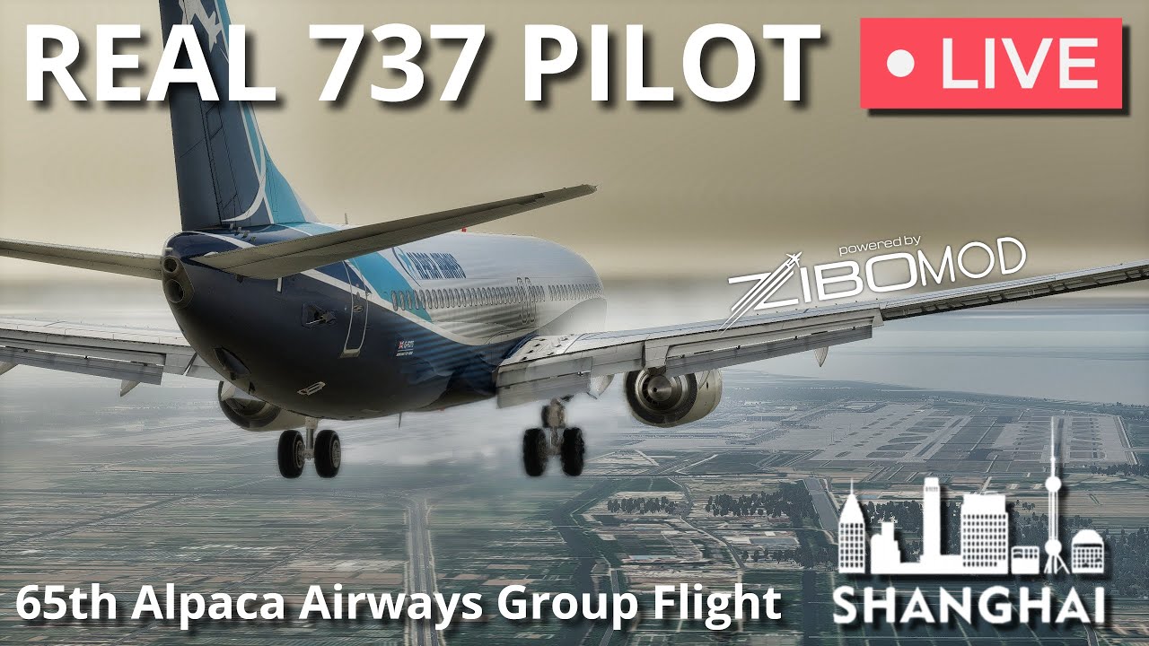 Real Airline Pilot LIVE | 65th Alpaca Airways Group | Shanghai (上海) Fly ...