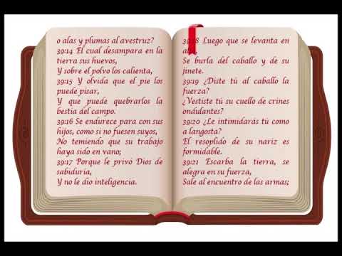 BIBLIA DIA 164 LIBRO DE JOB CAP. 38-40 - YouTube