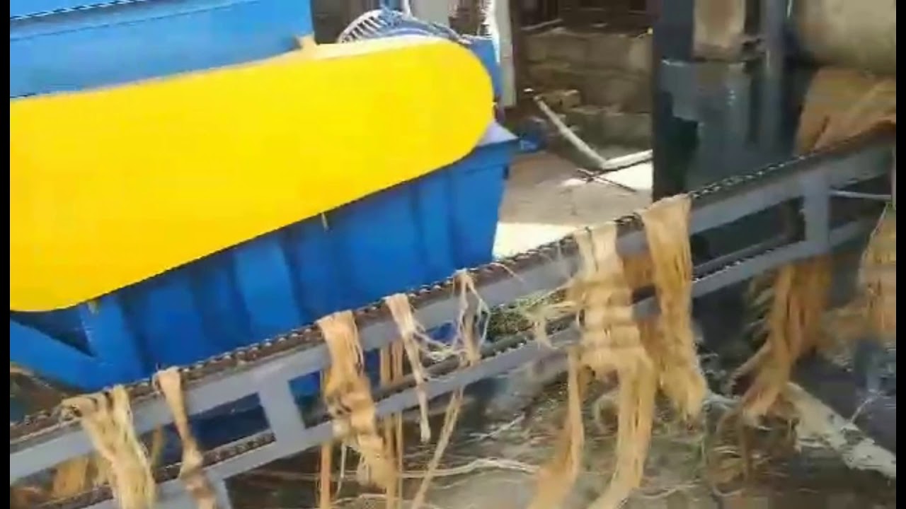 BANANA STEM FIBER AUTOMATIC DECORTICATOR - YouTube