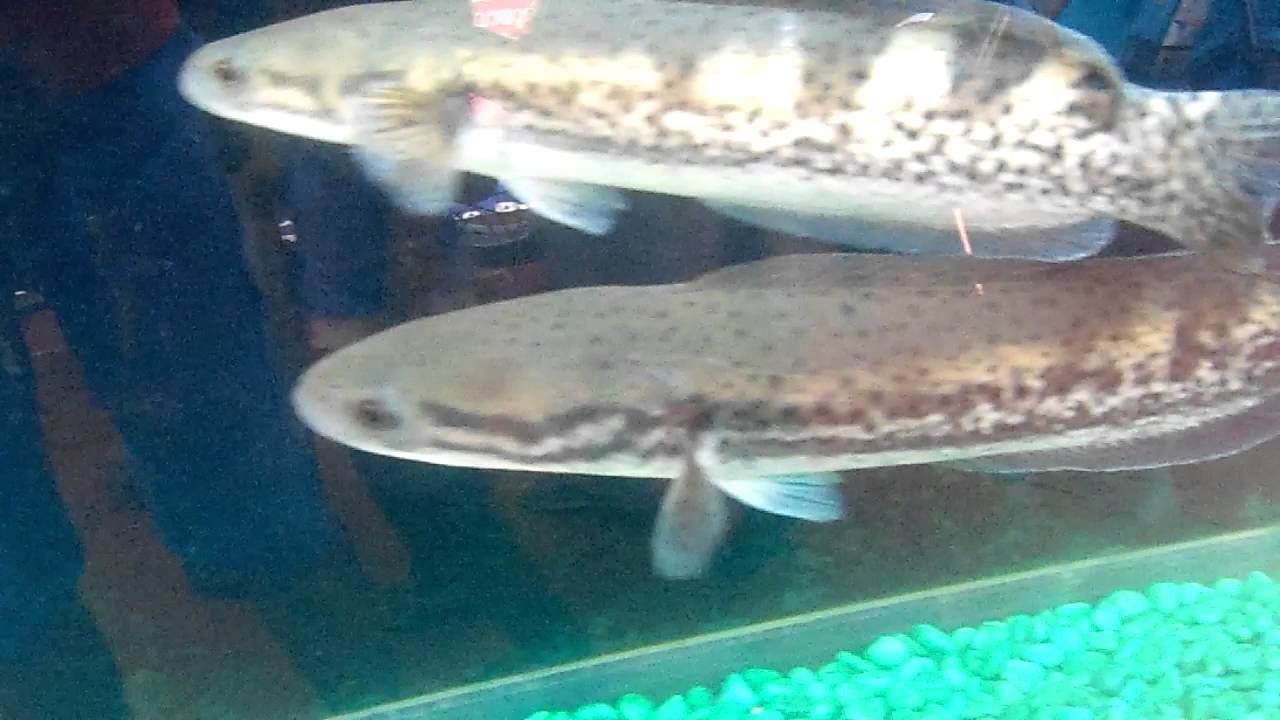 Blue Snakehead Fish - YouTube
