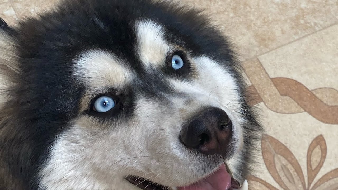 First hunter the husky - YouTube