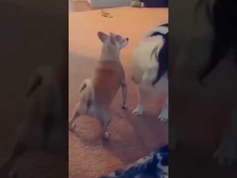 Caídas Divertidas 😂 #meme #parodia #risa #caidas #humor #fails #short