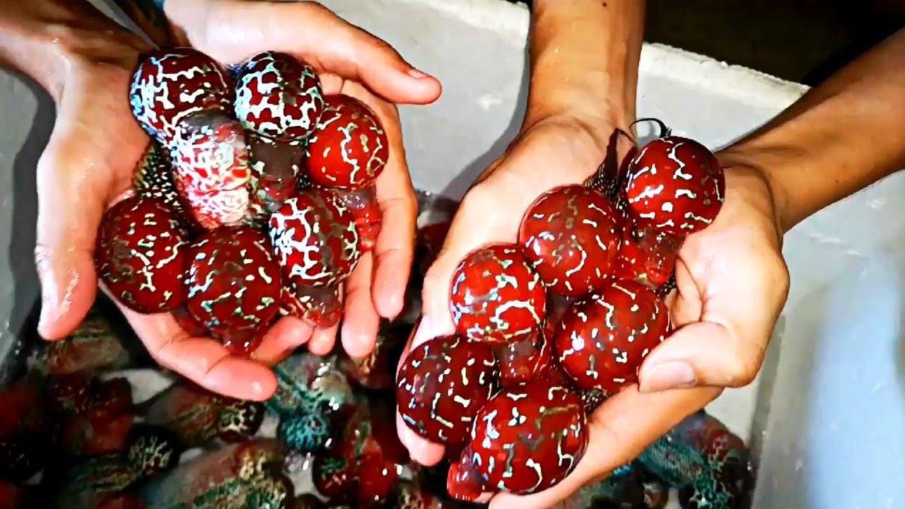 Best Flowerhorn Transformation | Amazing Super Red Dragon Flowerhorn ...