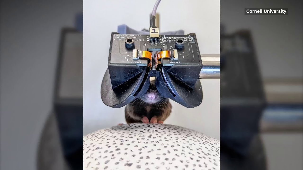 Researchers conduct groundbreaking virtual reality study with mice ...