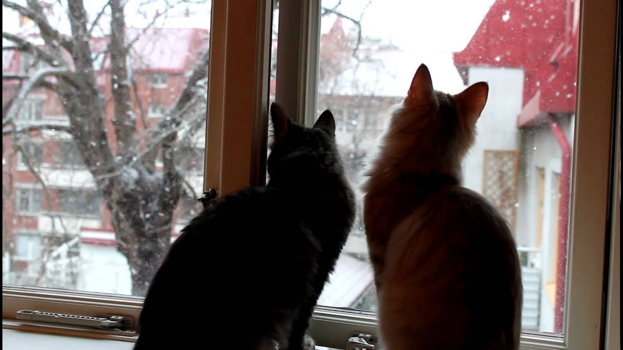 Kittens watching the snow - YouTube