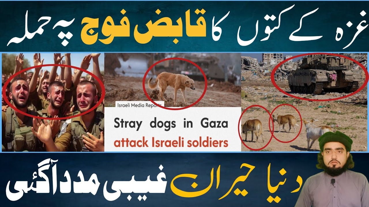 Dogs Gaza| Gaza dogs| Israel Hamas War | Gaza dogs attacked Israeli soldiers | Muhammad Aqib ...