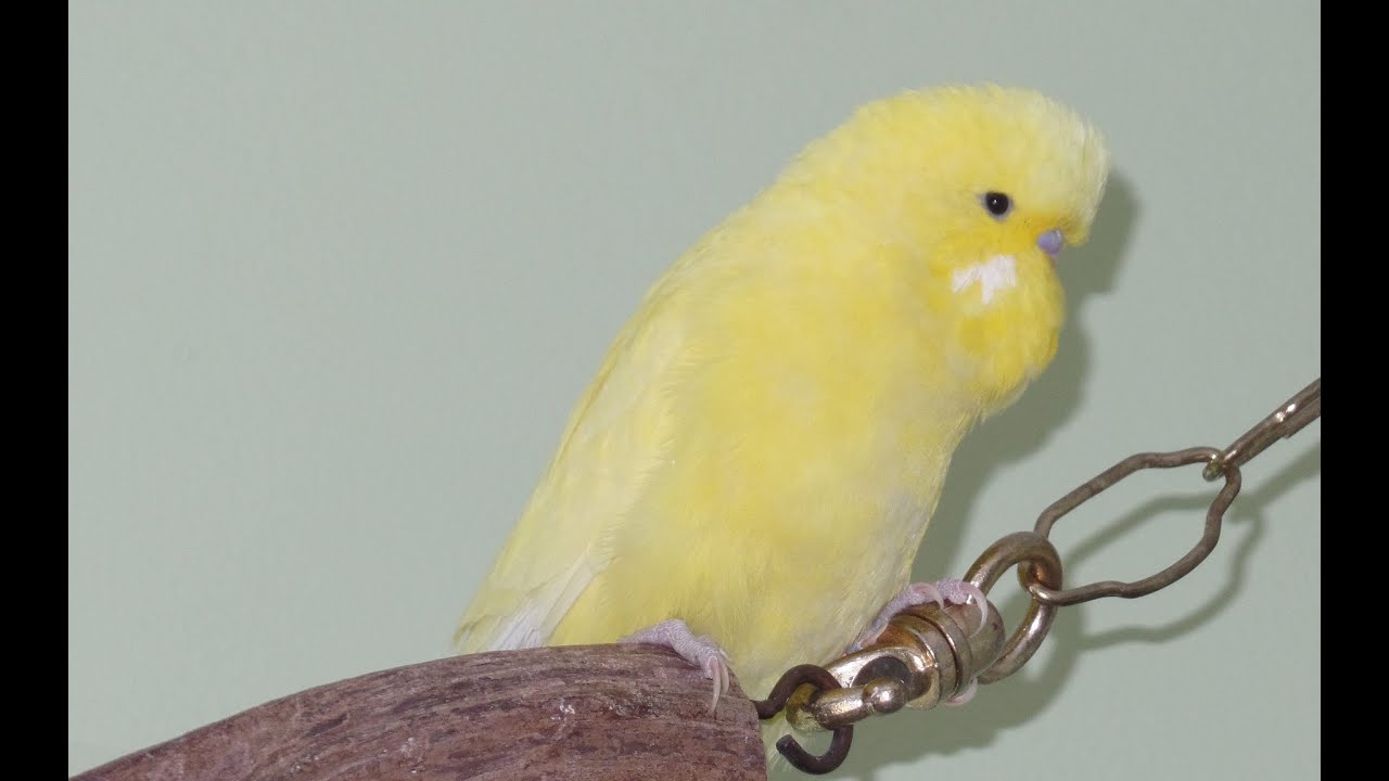 New Budgies meet my Budgie Flock | Treasure and Benny meet my Flock ...