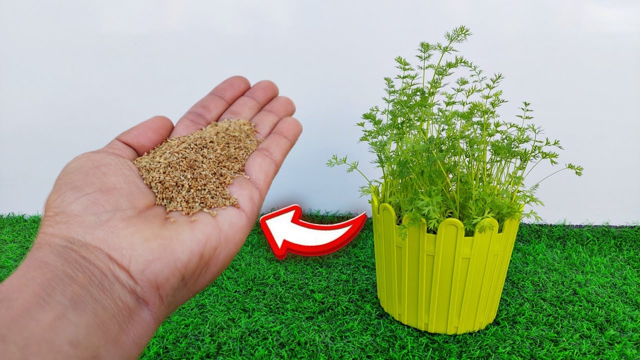 Grow Ajwain Plant at Home For FREE Using Seeds 🤩|बीज से अजवाइन का पौधा ...