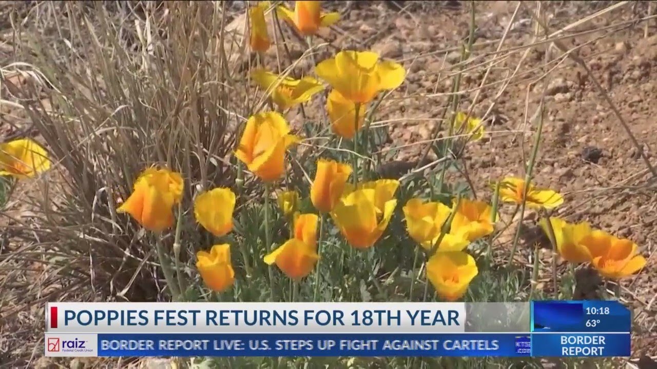 Poppies Fest returns for 18th year in Northeast - YouTube