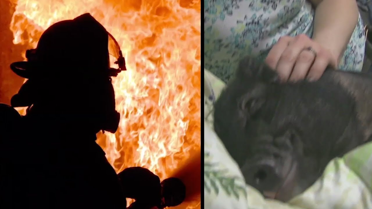 Firefighters Rescued These Pigs And Then ATE Them? - YouTube