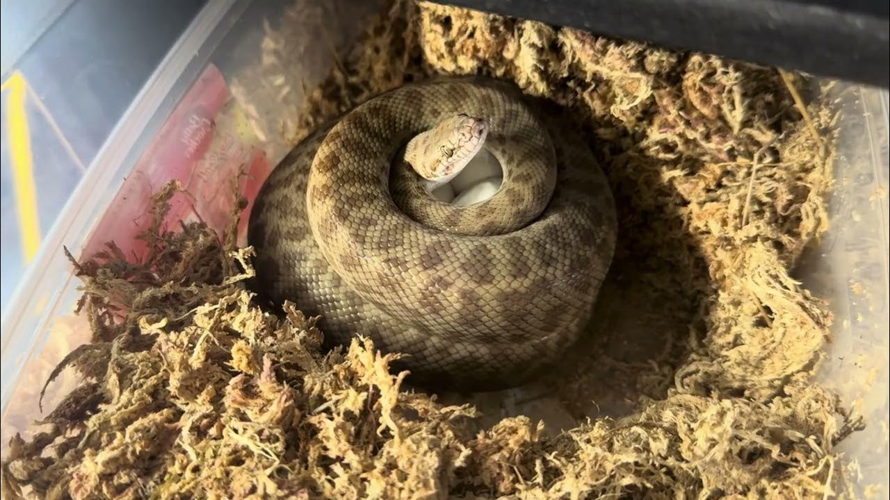 Good Mommas: Tiny Childrens Pythons Maternally Incubating eggs - YouTube