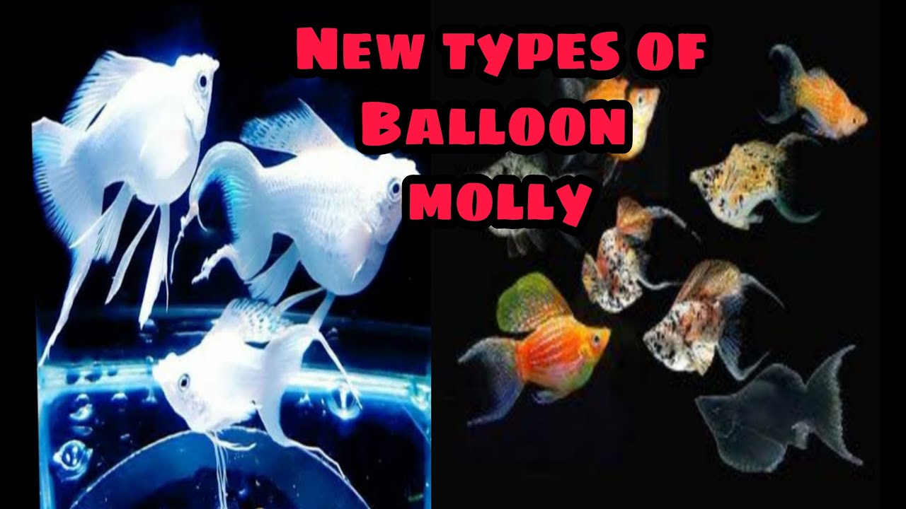 Balloon mollies different types - YouTube